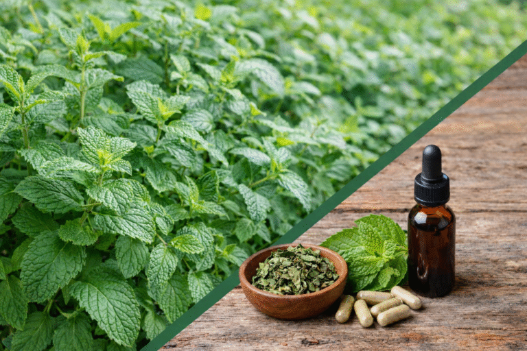Conheça o poder da hortelã e seus benefícios no bem-estar - NaturSaúdePura