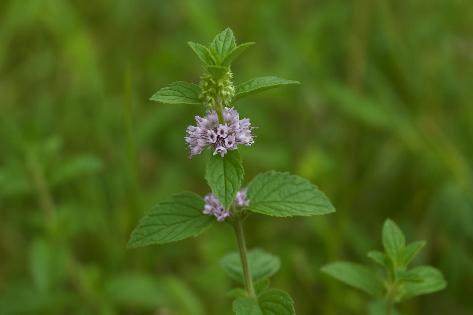 Poejo: aroma intenso e poder terapêutico natural - NaturSaúdePura